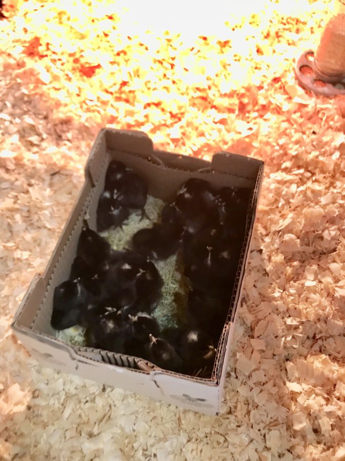 Preparing for chicks spring chickens