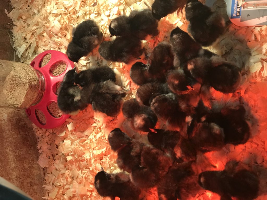 Preparing for chicks spring chickens